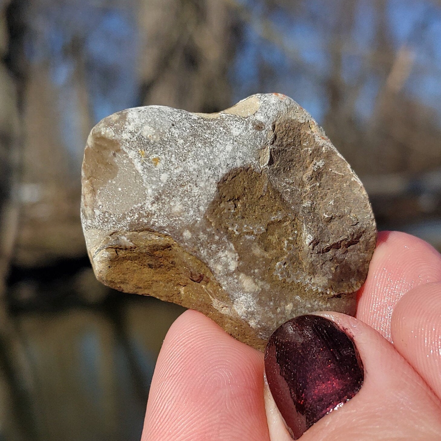 Unique Branching Cladopora Coral in Limestone w Brachiopod | Etsy