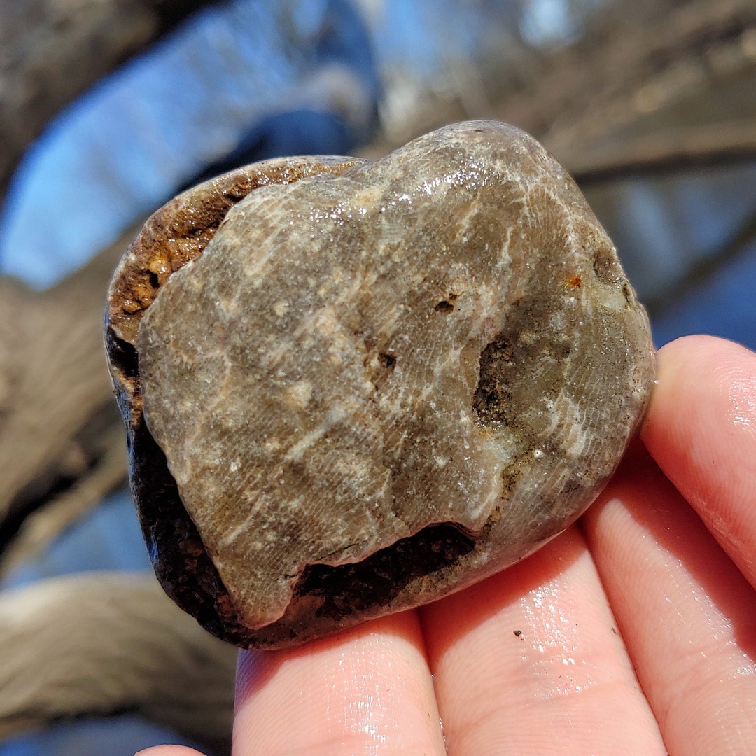 Dark Hexagonaria Percarinata Petoskey Coral Devonian Fossil Rock ...