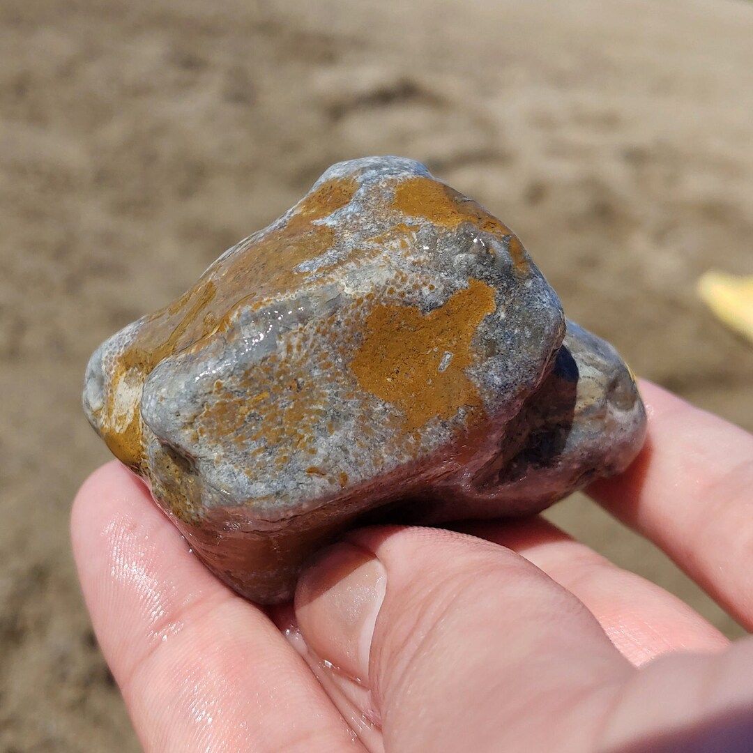 Charlevoix Stone, Favosites Coral Fossil, Ordovician Fossil, Vivid ...