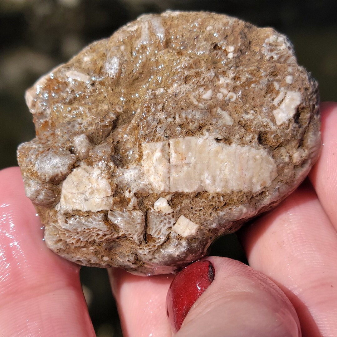 Medium Porous Branching Cladopora Corals & Crinoid Fossils in Limestone ...