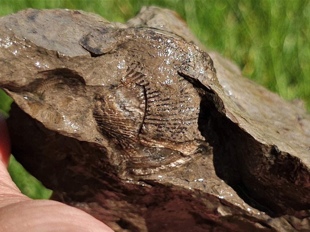 Brachiopod Fossils, Devonian Limestone, Well-preserved Detail W Mother ...