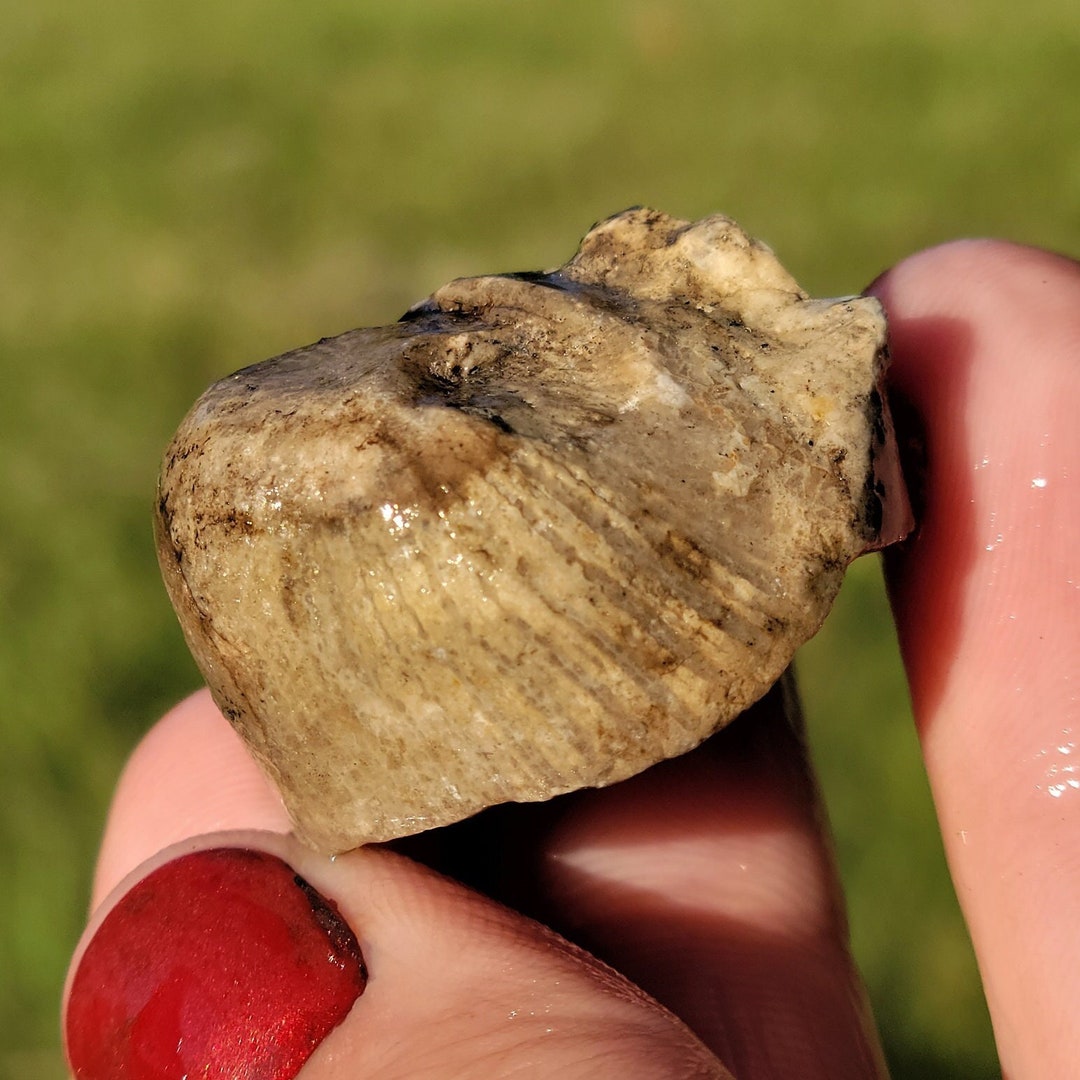 Rugosa Horn Coral Fossil, Brachiopod & Crinoid Remnants, Great Lake ...