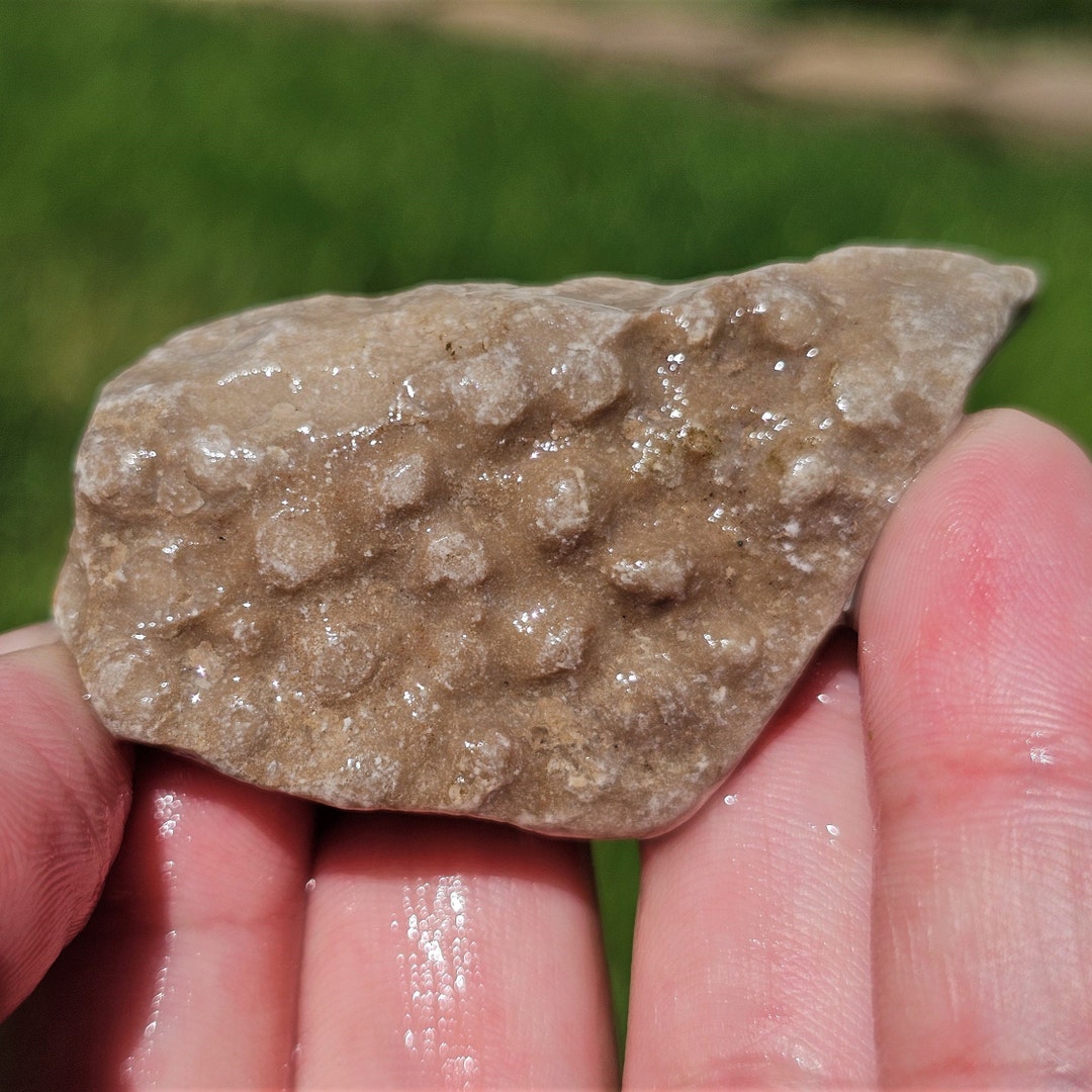 Stromatoporoid Sponge Fossil W Laminae Mounds Paleozoic Rock, Northern ...