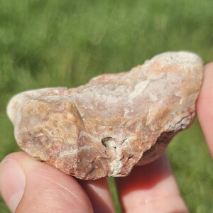 Oolitic Agatized Fossil Pseudomorph, Silicified Coral or Sponge Fossil ...