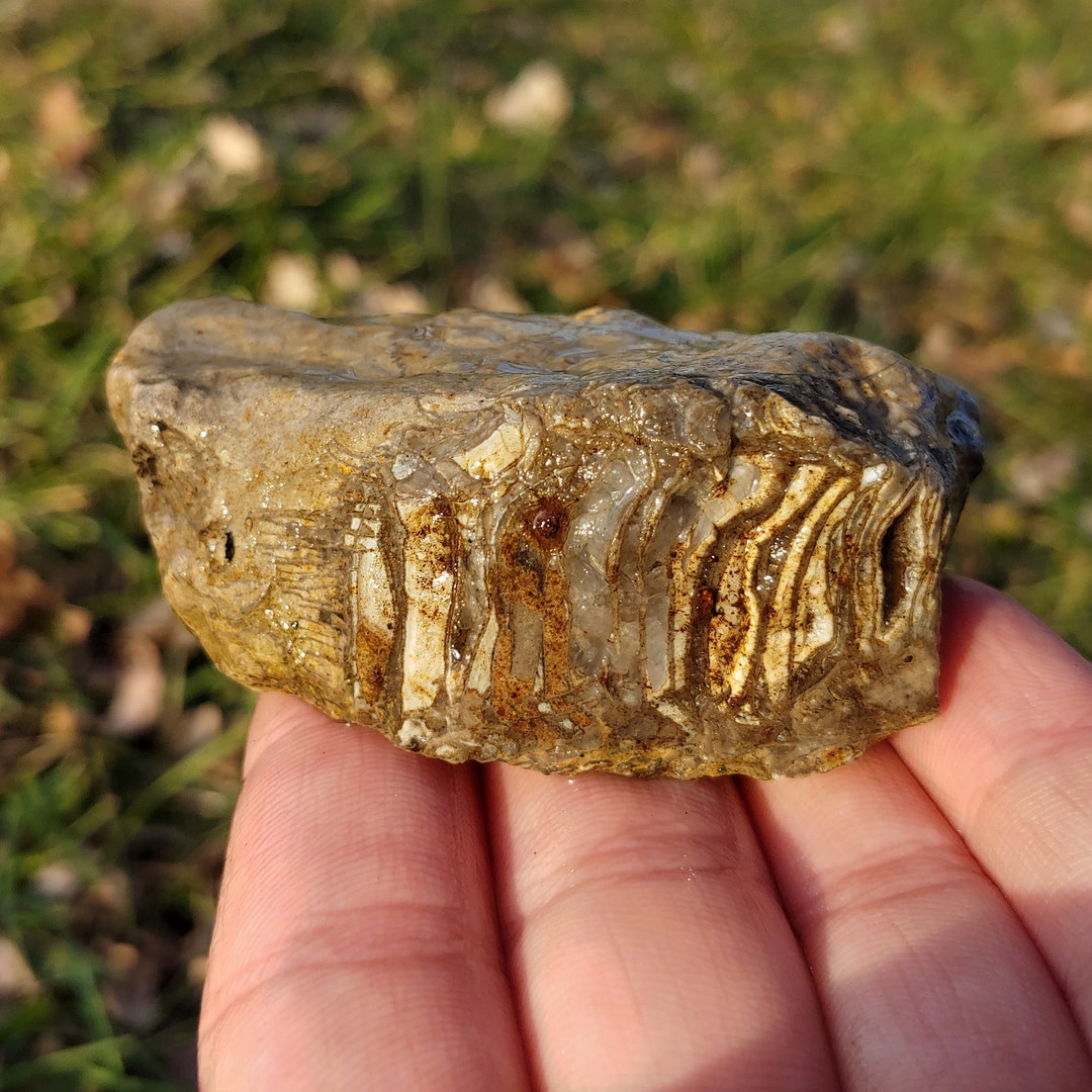 Large Calcified Silicified Rugosa Horn Coral Ordovician Fossil ...