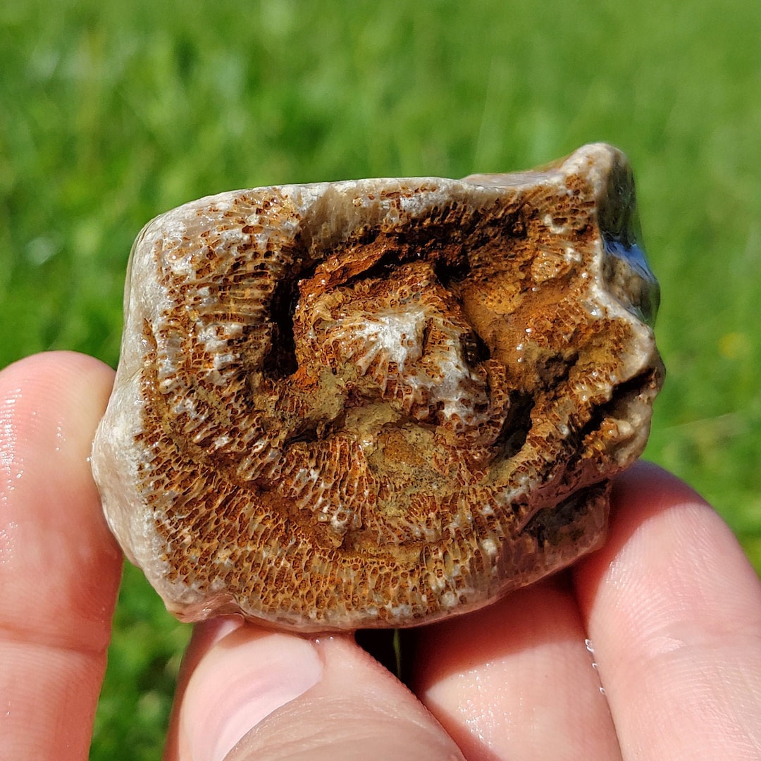 Stunning Whole Sprout Favosites Charlevoix Coral Ordovician Fossil Rock ...