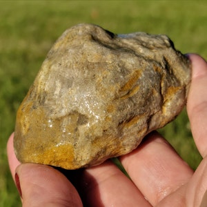 Petoskey Stone, Hexagonaria Percarinata Coral, Cladopora, Fossil ...