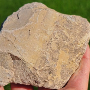 Brecciated Cherty Kona Dolomite, Stromatolite Fossil, Rare Precambrian ...