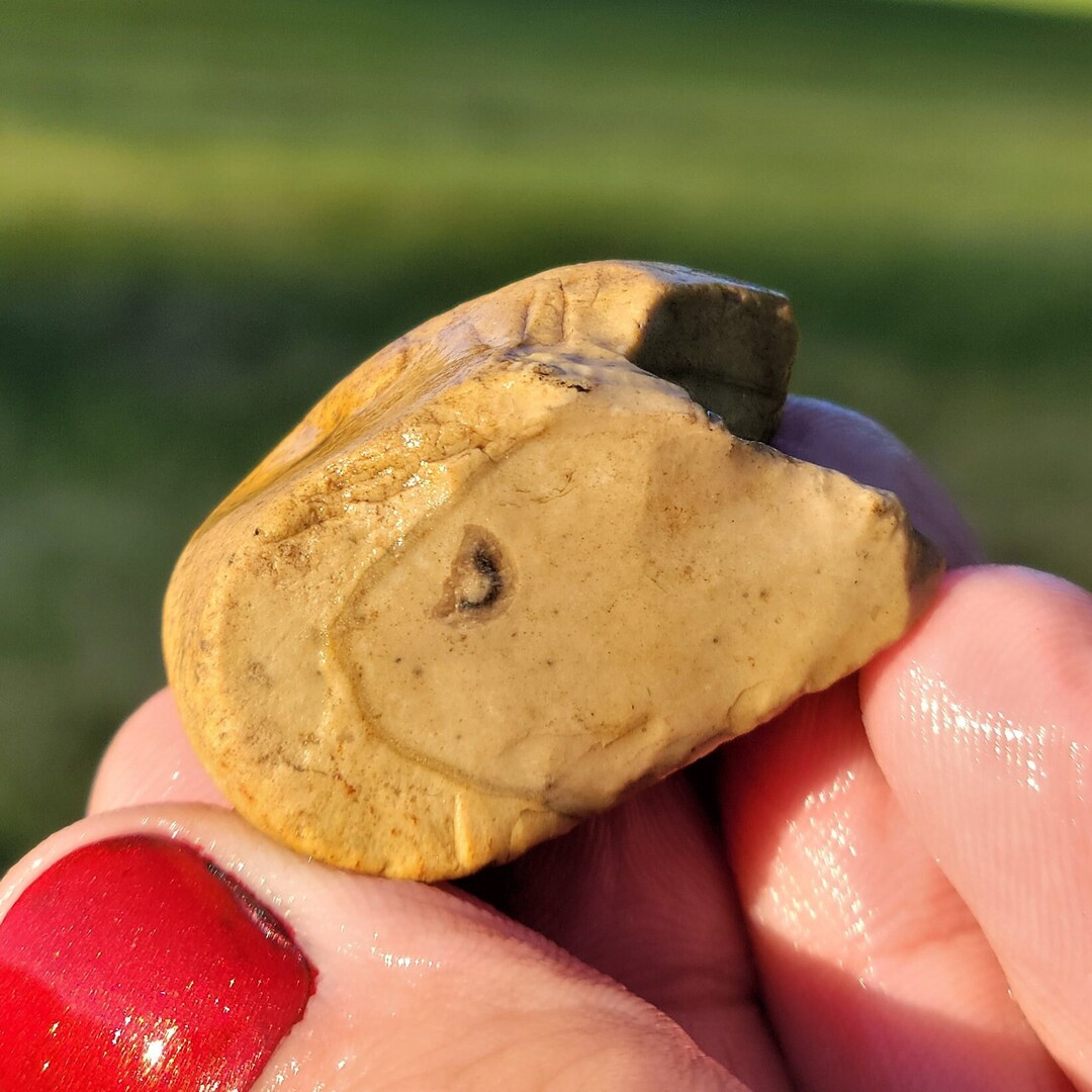 Prominent Small Brachiopod Shell Fossil in Chert and Limestone Rock ...