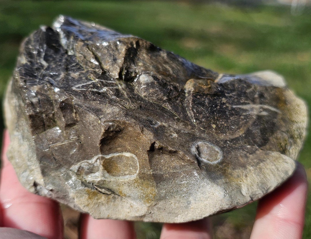 Large Fossiliferous Chert Nodule, Coral & Bryozoa Fossils, Flint Nodule, Great Lake Huron Rock ...
