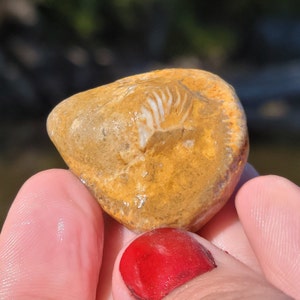 Lacey Rugosa Horn Coral Ordovician Fossil W Shells, Crinoids, Orange ...