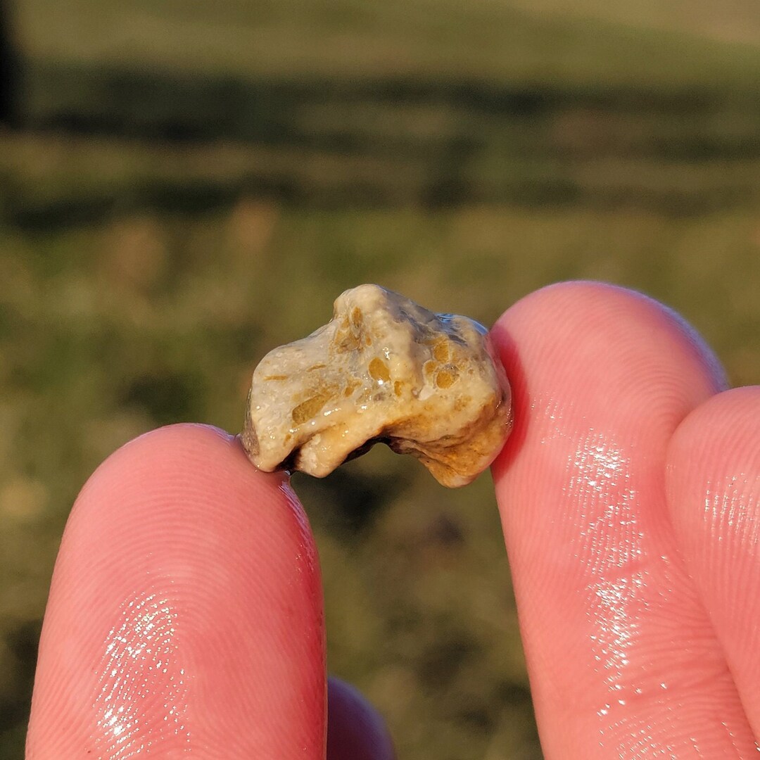 Small Whole Ridged Rugosa Horn Coral Ordovician Fossil W Limestone ...