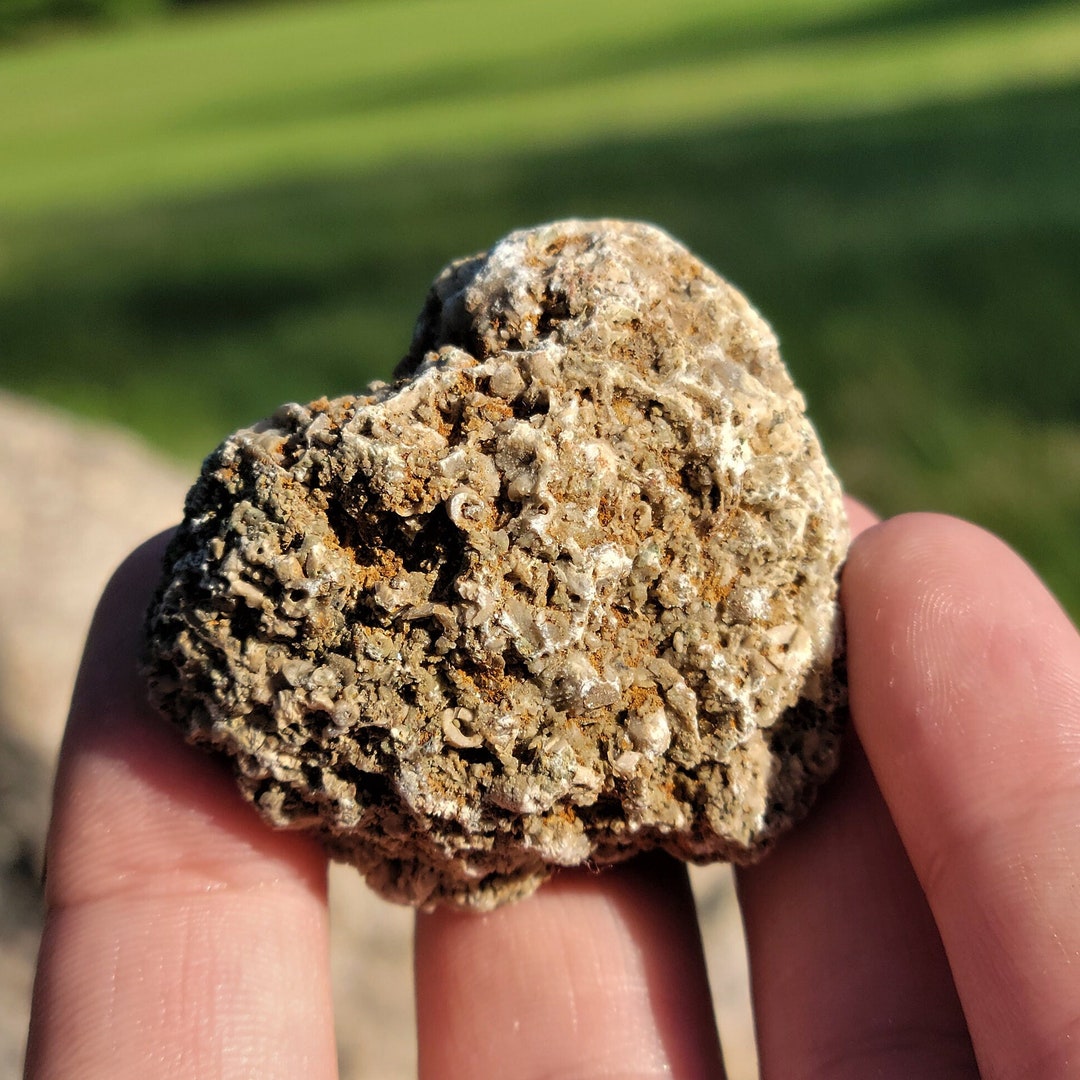 Calcitic Crinoid Fossils in Limestone W Shell Remnants, Fossil Soup ...
