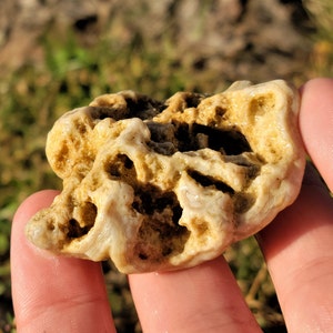 Coldwater Lace Agate Stromatolite Fossil Mississippi River Rock ...