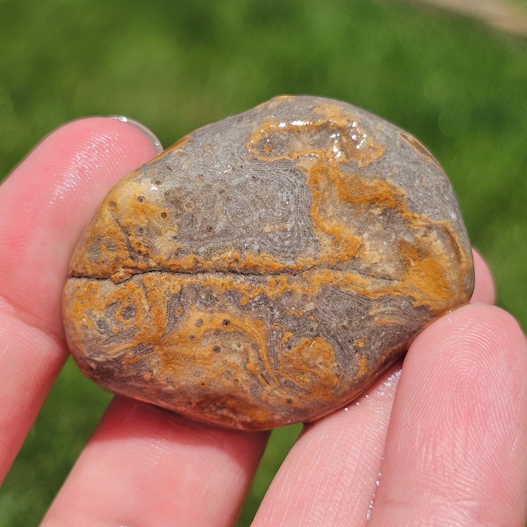 Stromatoporoid Sponge Fossil, Crinoidal Limonite, Druzy Chalcedony ...