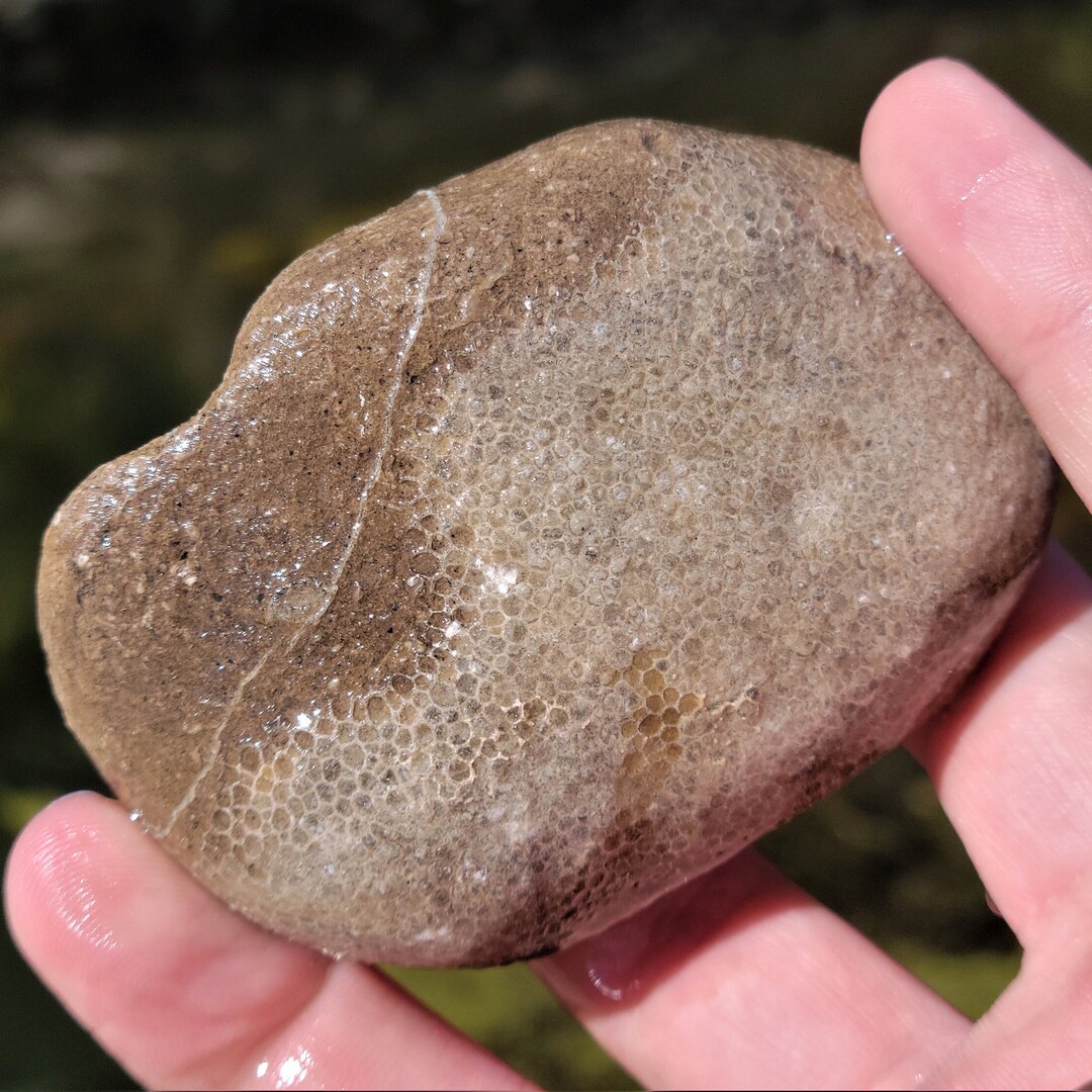 Large Stunning Branching Cladopora Coral Fossil in Crinoid Limestone ...