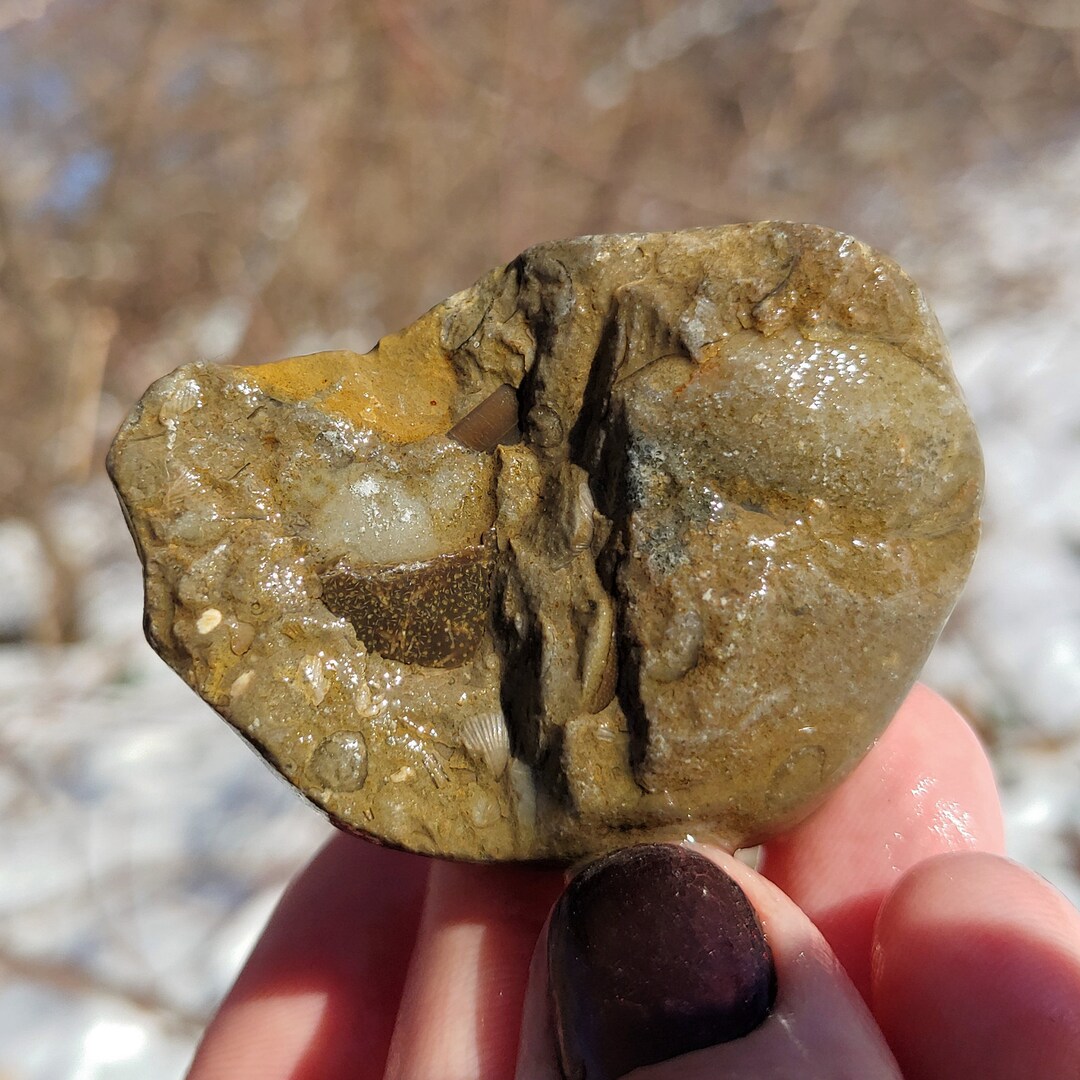 Compact Brachiopod Shells, Crinoid Limestone W Quartz, Packstone ...