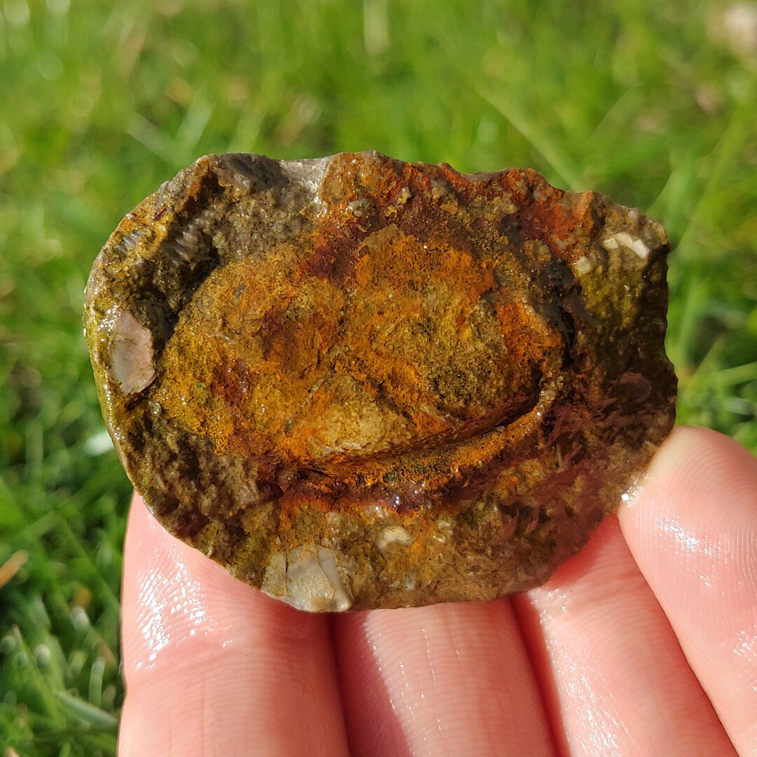 Unique Brachiopod W Oxide Stain Outline, Crinoidal Limestone, Shell ...