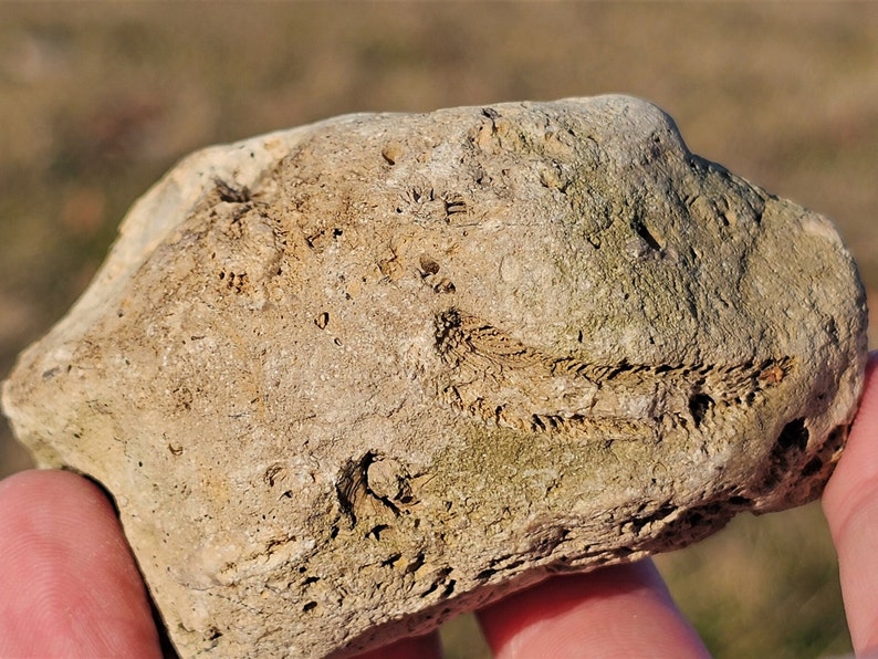 Steinkern Fossil, Cladopora Coral Fossils, Crinoidal Limestone W Chert ...