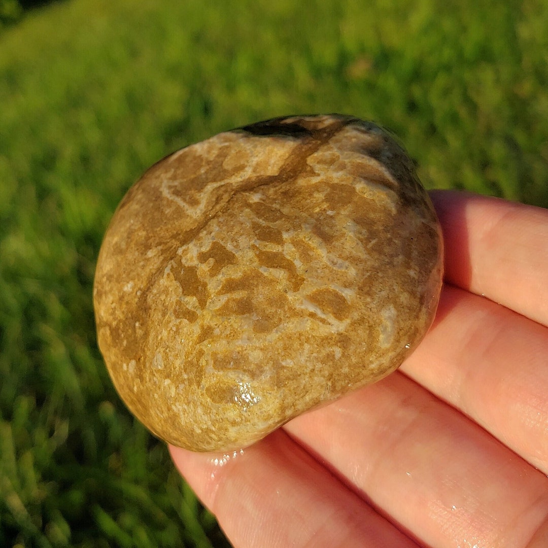 Large Halysites Chain Coral Fossil, Crinoid Limestone, Brachiopod ...
