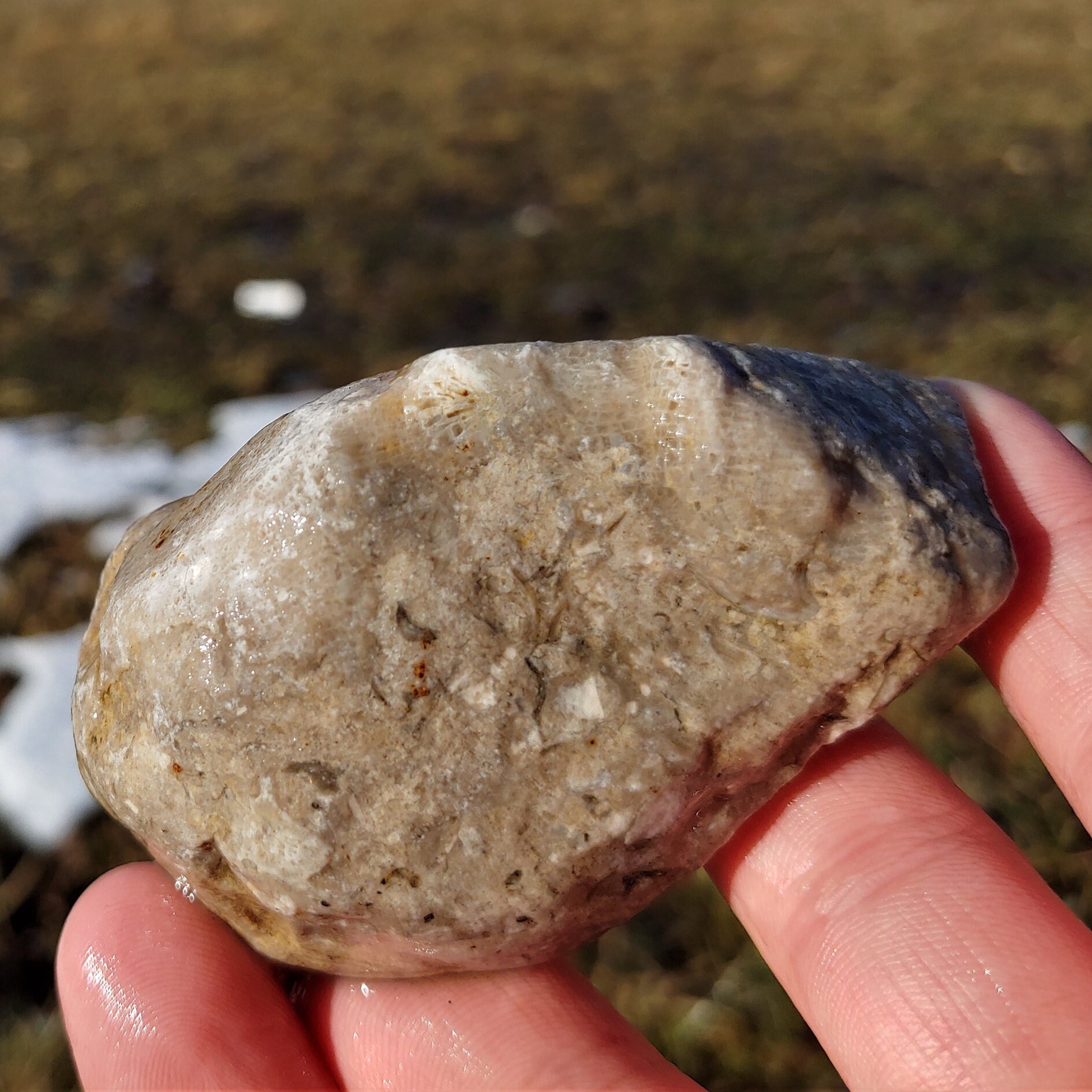 Stromatoporoid Sponge Ordovician Fossil, Horn Coral, Quartz, Calcitic ...