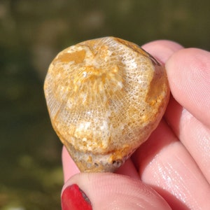 Lacey Rugosa Horn Coral Ordovician Fossil W Shells, Crinoids, Orange ...