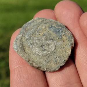 Brachiopod Shell Fossil, Full of Fossils, Cladopora Coral, Bryozoa ...