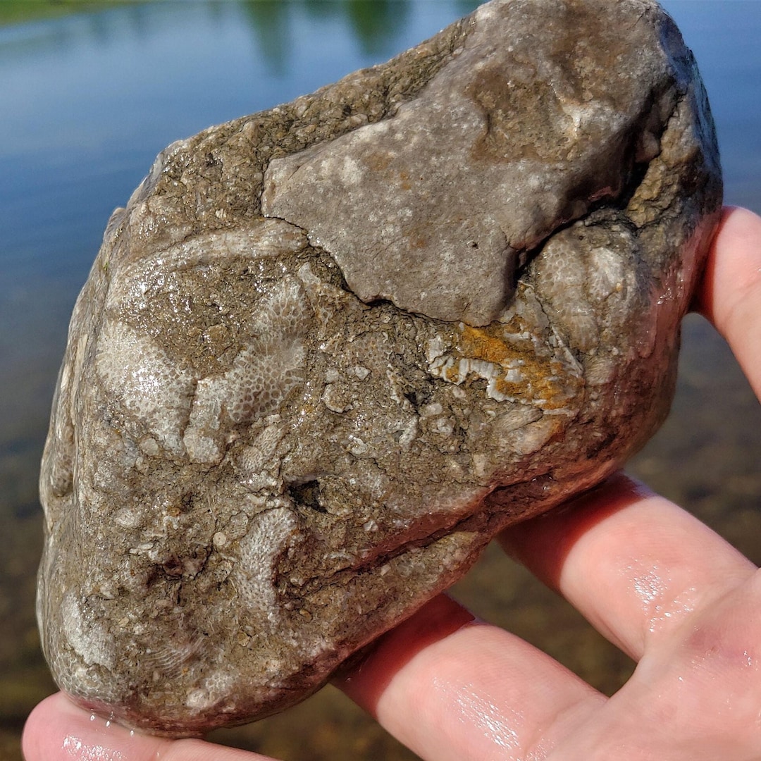 Devonian Limestone, Horn Coral, Cladopora, Brachiopods, Stromatopora ...