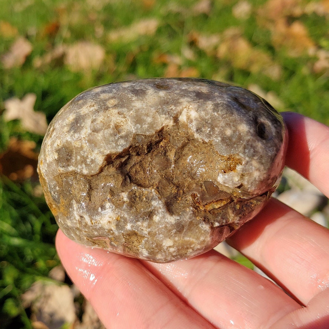 Hefty Hexagonaria Percarinata Petoskey Coral Devonian Fossil W Cratered ...