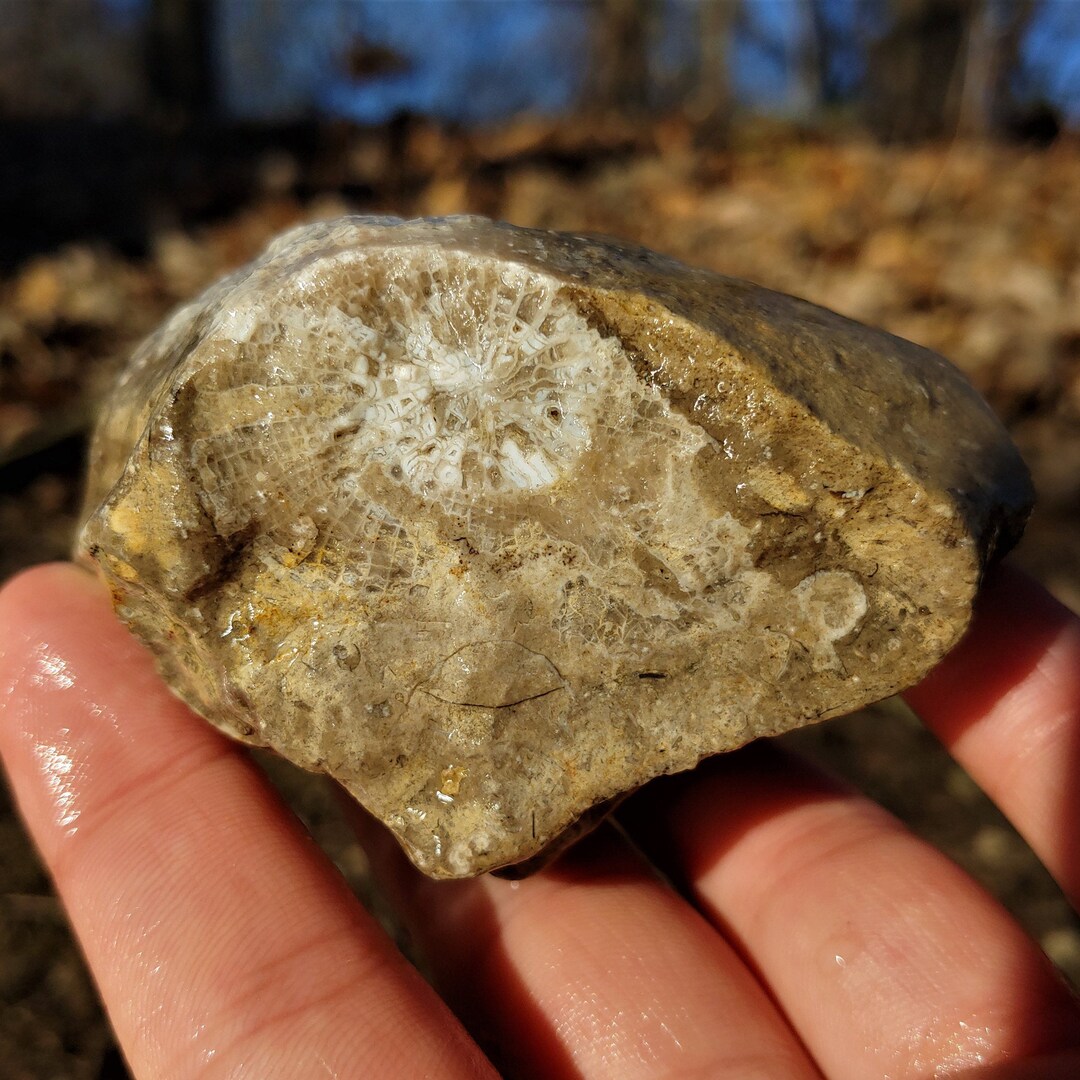 Defined Rugosa Horn Coral Ordovician Fossil Limestone, Cladopora ...