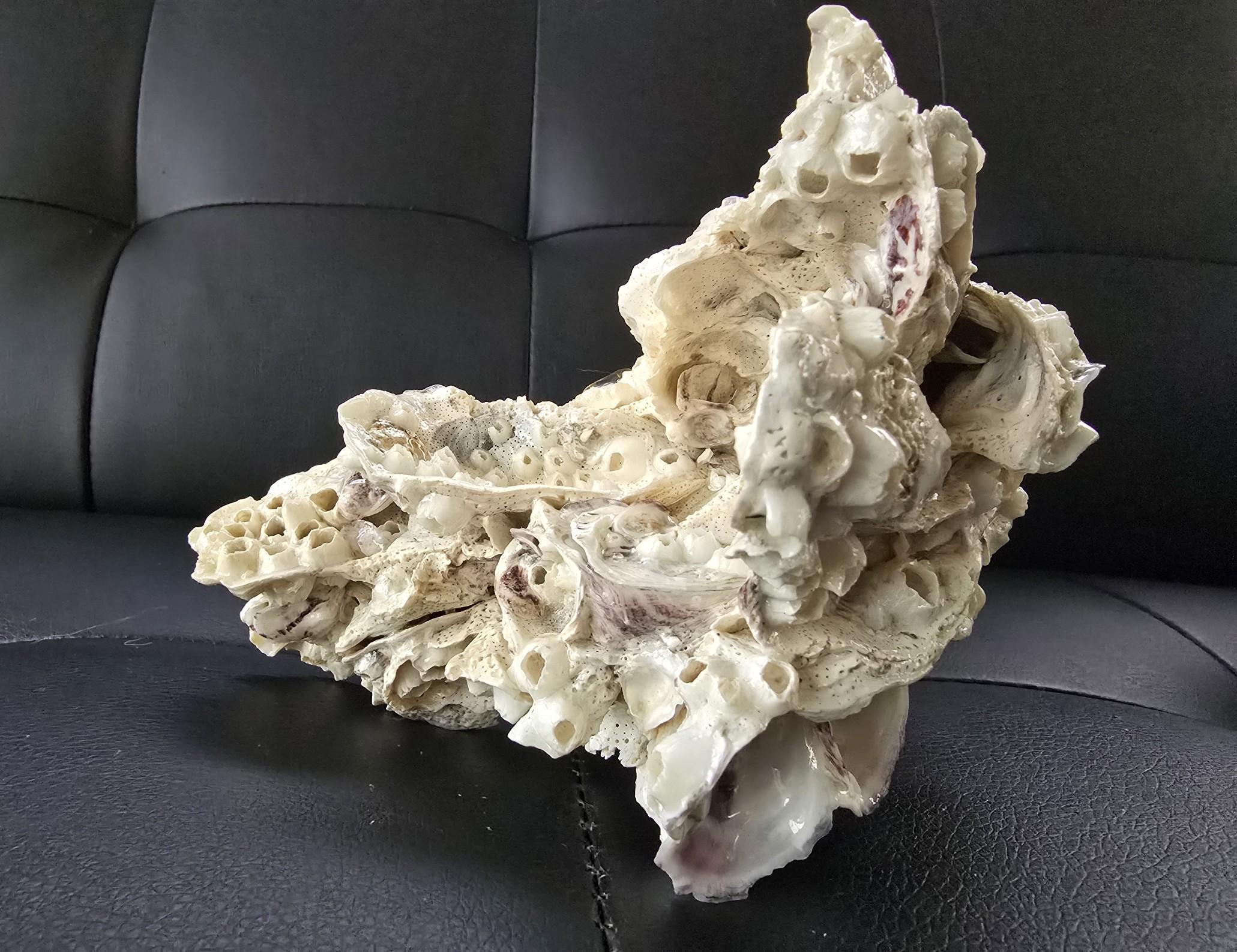 Natural Oyster Barnicle Limestone Sculpture - Etsy