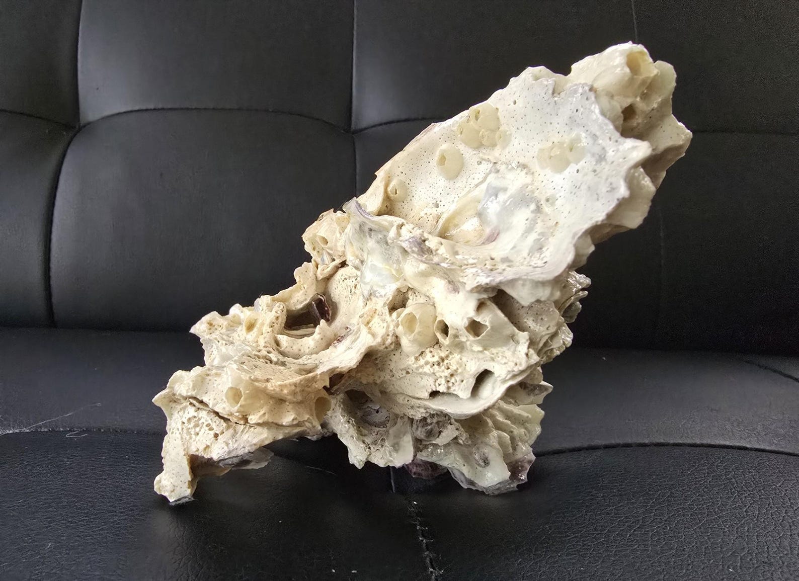 Natural Oyster Barnicle Limestone Sculpture - Etsy