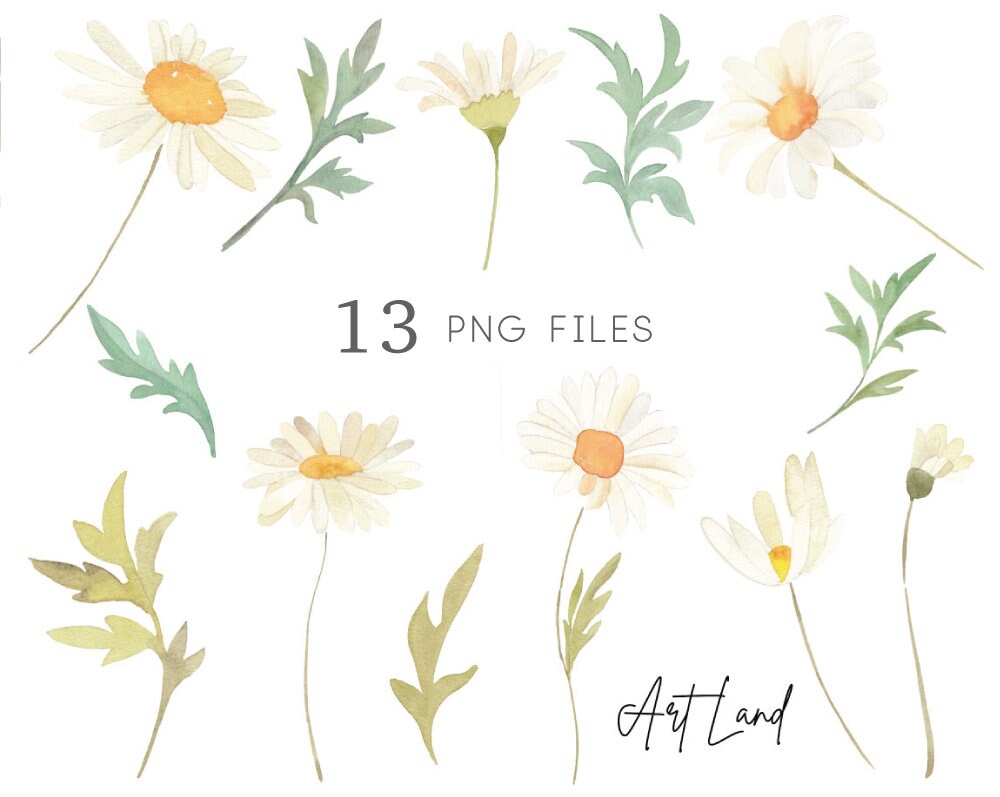 Watercolor Daisy Flower Clipart, Watercolor Clip Art, Watercolour Clip ...