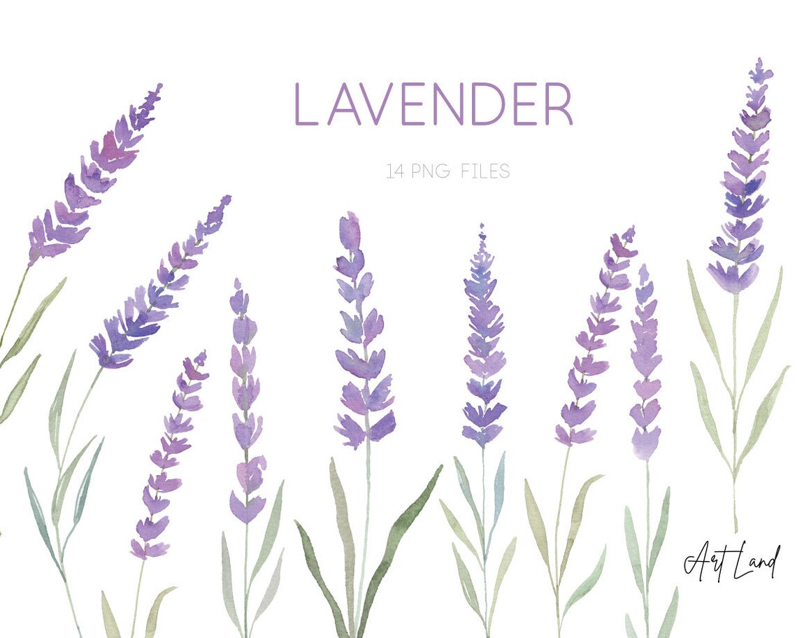 Watercolor Lavender Clipart Lavender flower Watercolour Clip | Etsy
