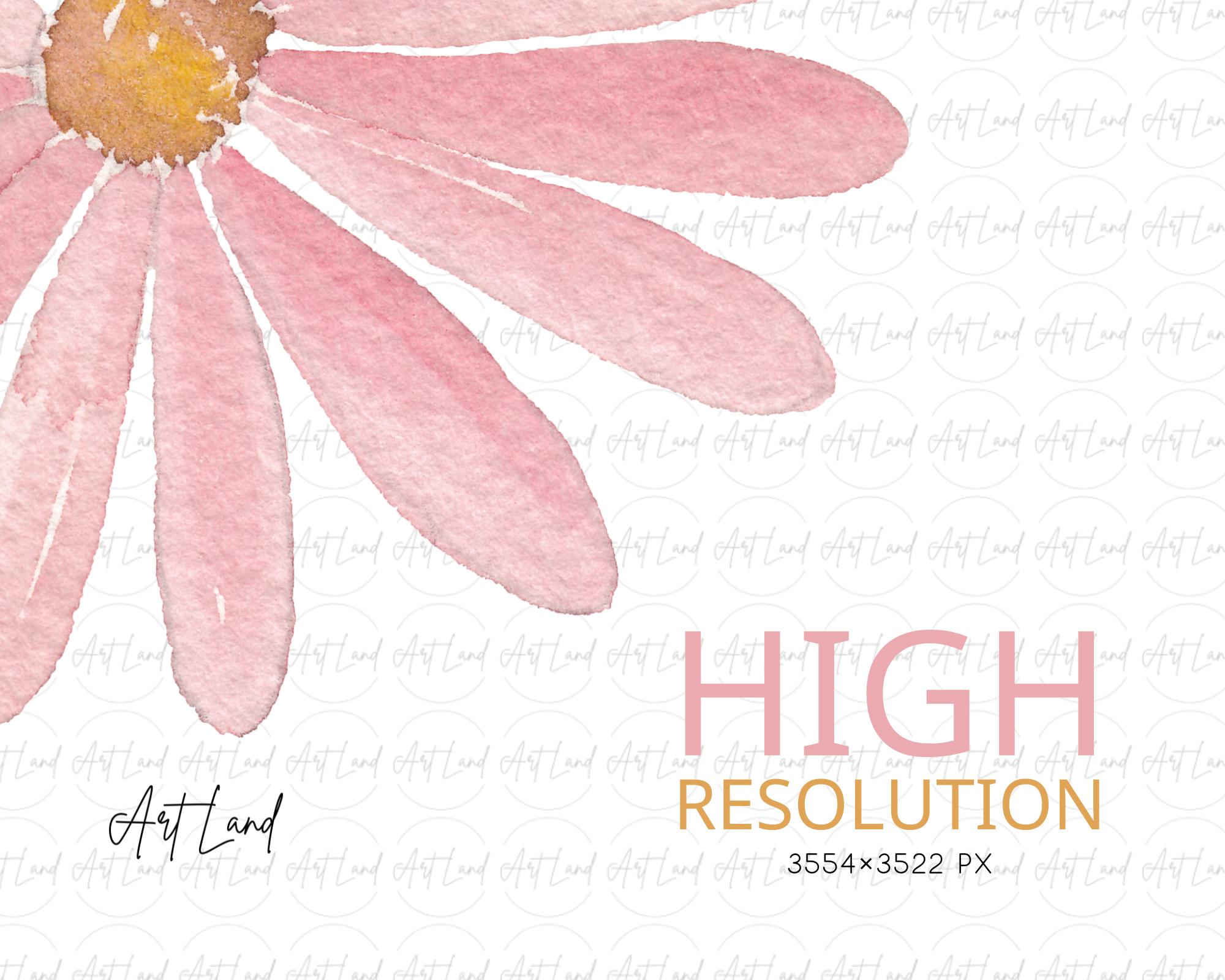 Watercolor Pink Daisy Clipart: Hand-painted Floral Illustration (PNG ...