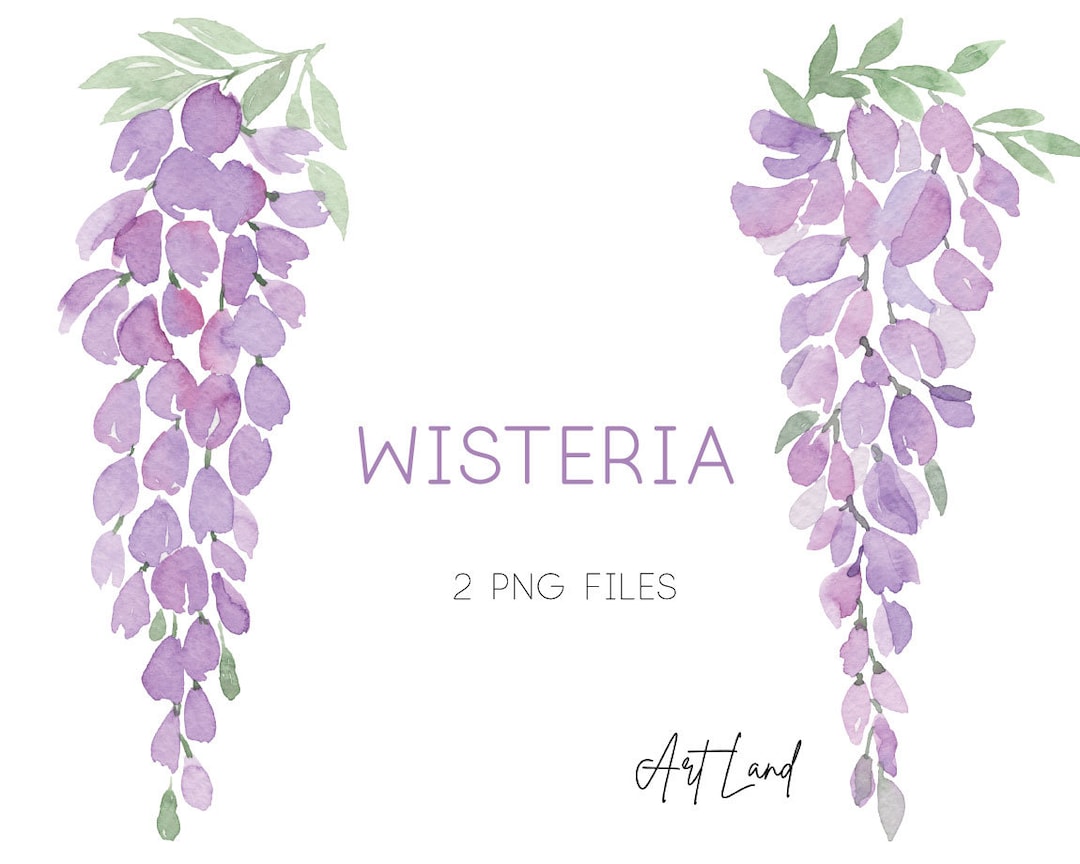 Watercolor Wisteria Clipart – 2 Hand-painted Purple Wisteria Pngs for ...