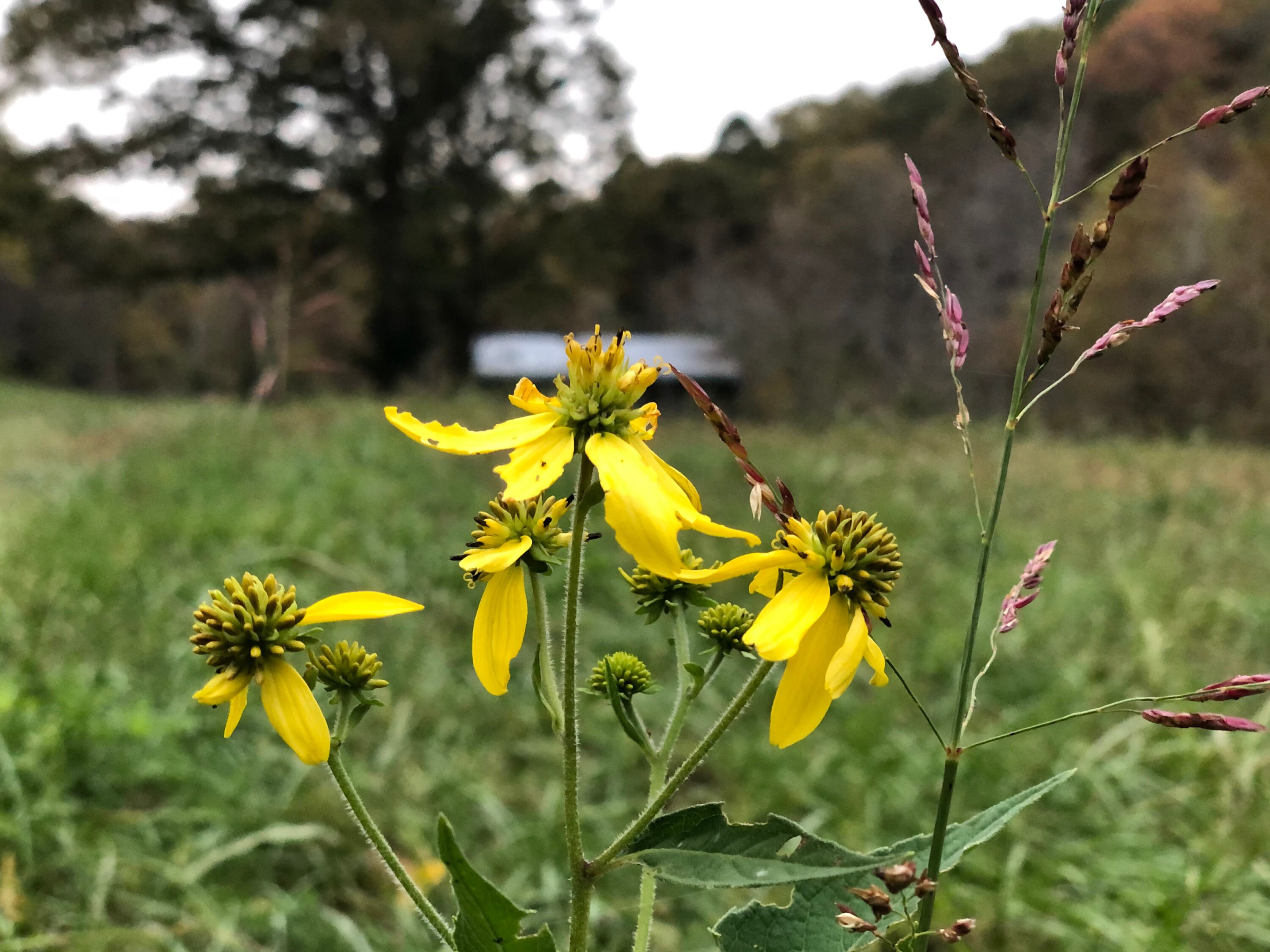 Oklahoma Wildflower Field Barn Digital Download - Etsy
