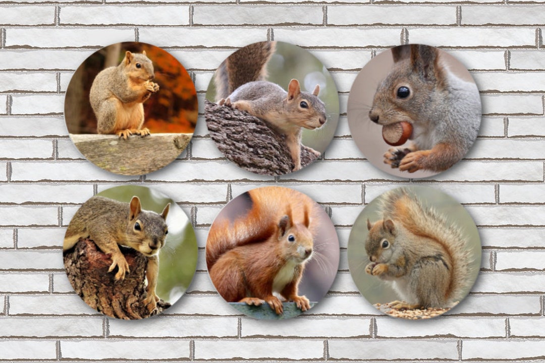 Squirrel Fridge Magnets or Pinback Button Pins Set of 6 Size 1.25 ...