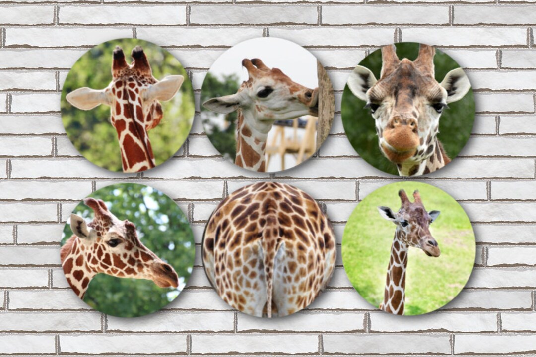 Giraffe Fridge Magnets or Giraffe Pinback Button Pins or Flatbacks for ...