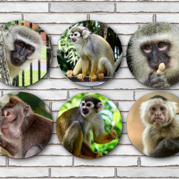 Primate Photography - Etsy