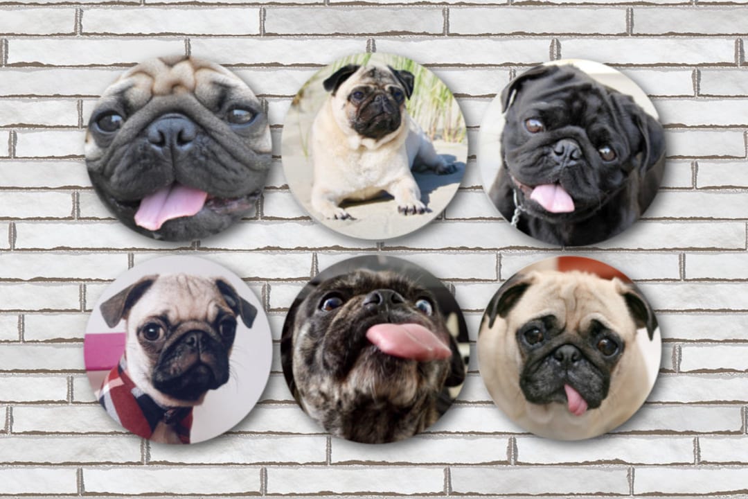 Set of 6 Pug Magnets or Pinback Buttons Pin or Scrapbook Flair Pug Gifts for Pug Lovers Cute Pug ...