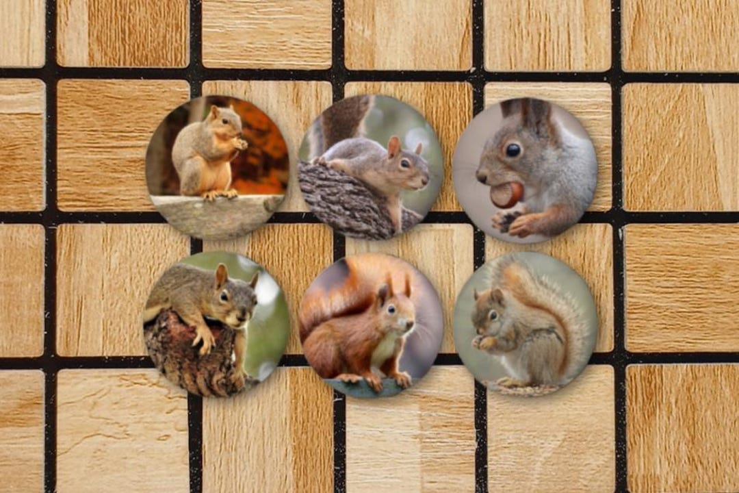Squirrel Fridge Magnets or Pinback Button Pins Set of 6 Size 1.25 ...