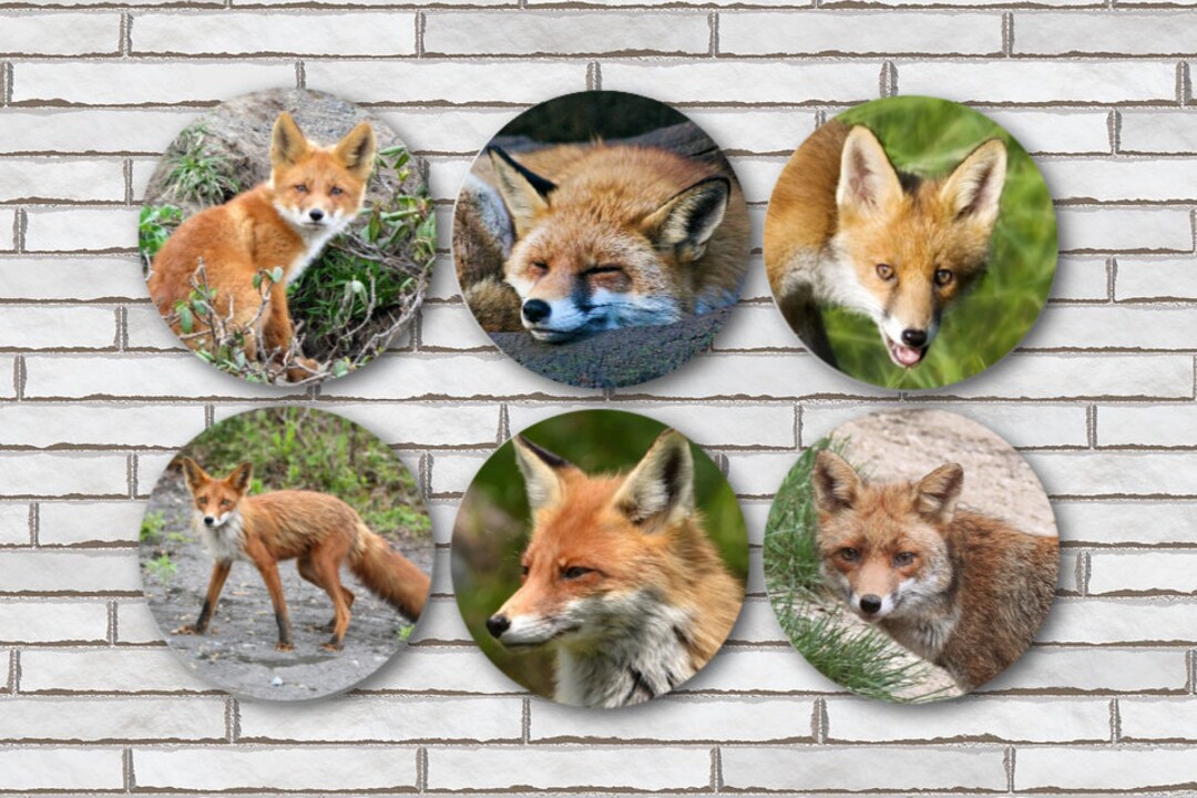 Set of 6 Fox Magnets or Pinback Buttons 1.25 Size Cute Fox Pin Fox ...