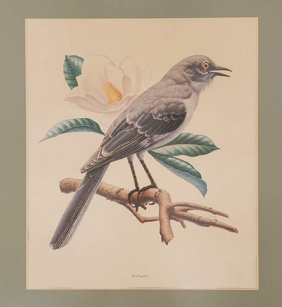 Vintage Mockingbird Illustration