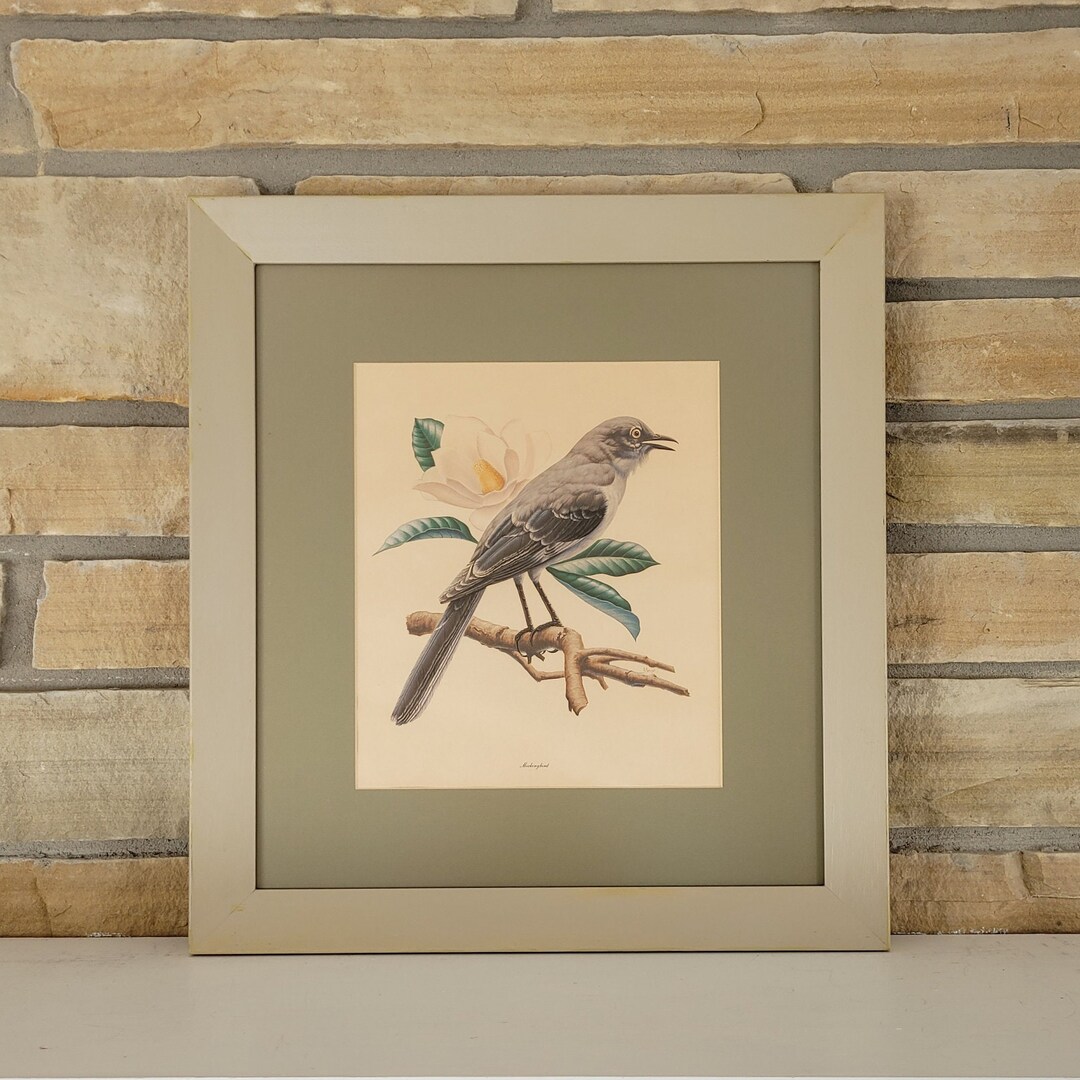 Vintage Art Print of a Mockingbird on a Flowering Magnolia Branch With ...