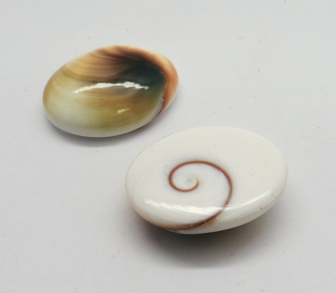 Natural Shiva Eye Shell Gemstone 18x20mm Oval Swirled Shiva Shells 2 ...