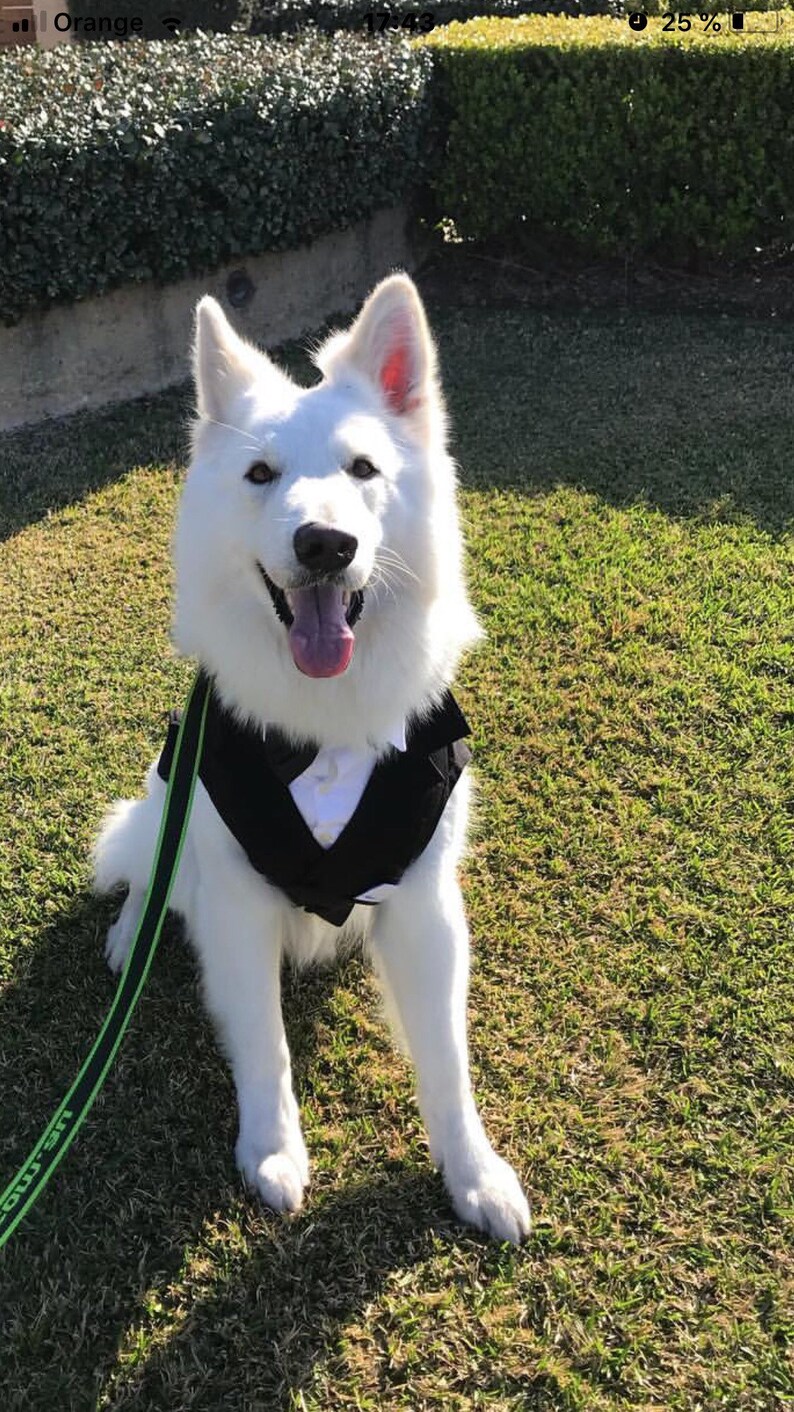 Sleeveless Dog Tuxedo Black White Shirt Dog Tuxedo Dog - Etsy