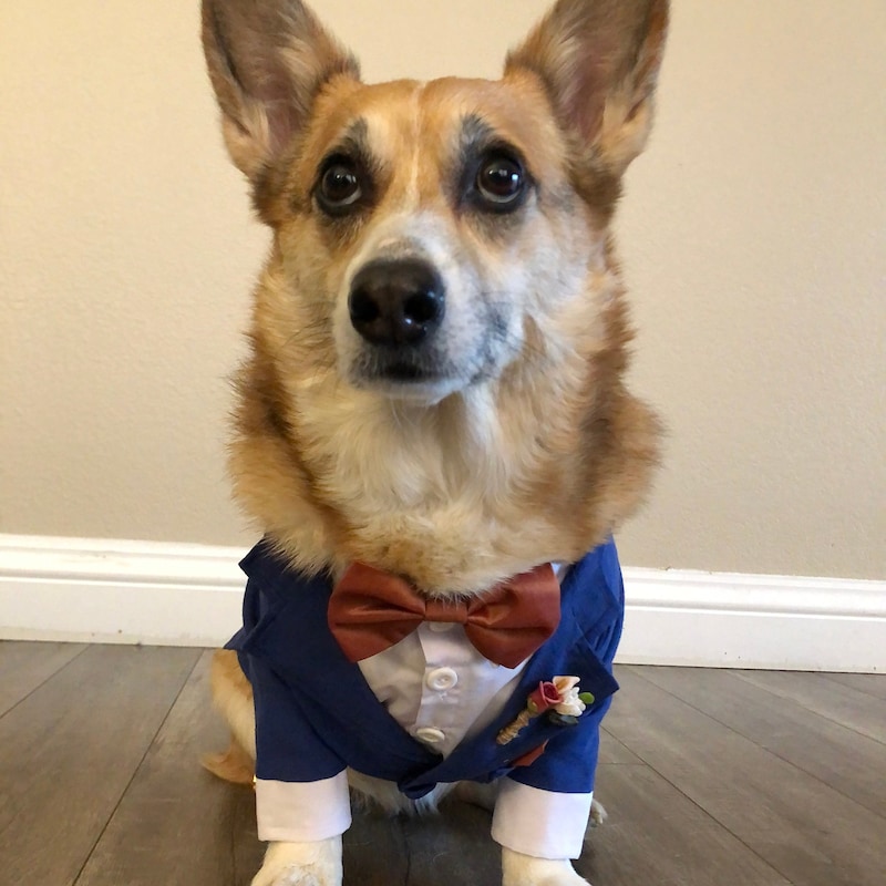 Dog Suit - Etsy
