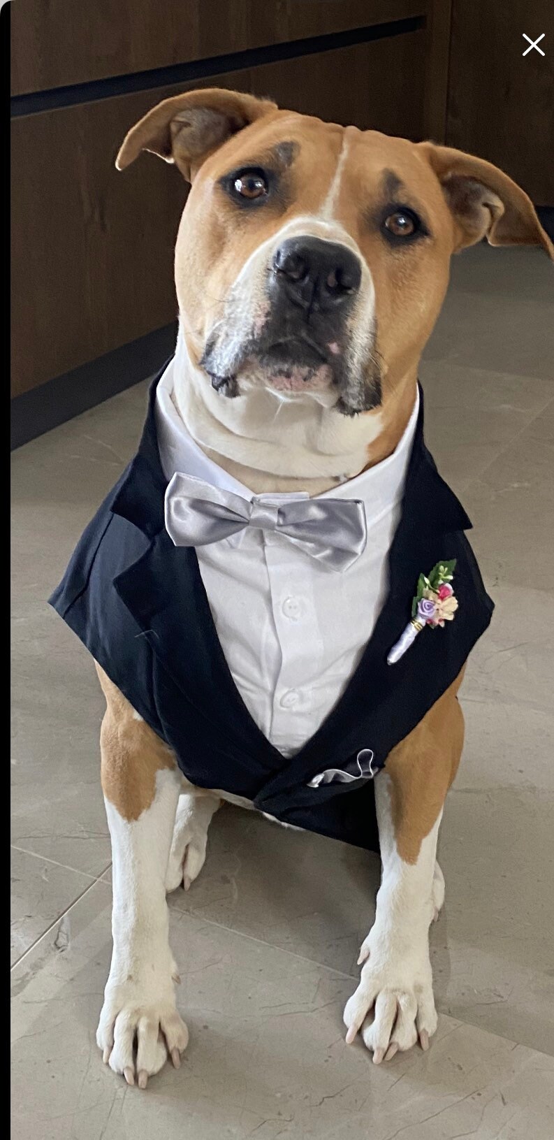 Sleeveless Dog Tuxedo, Black White Shirt Dog Tuxedo, Dog Wedding Attire ...