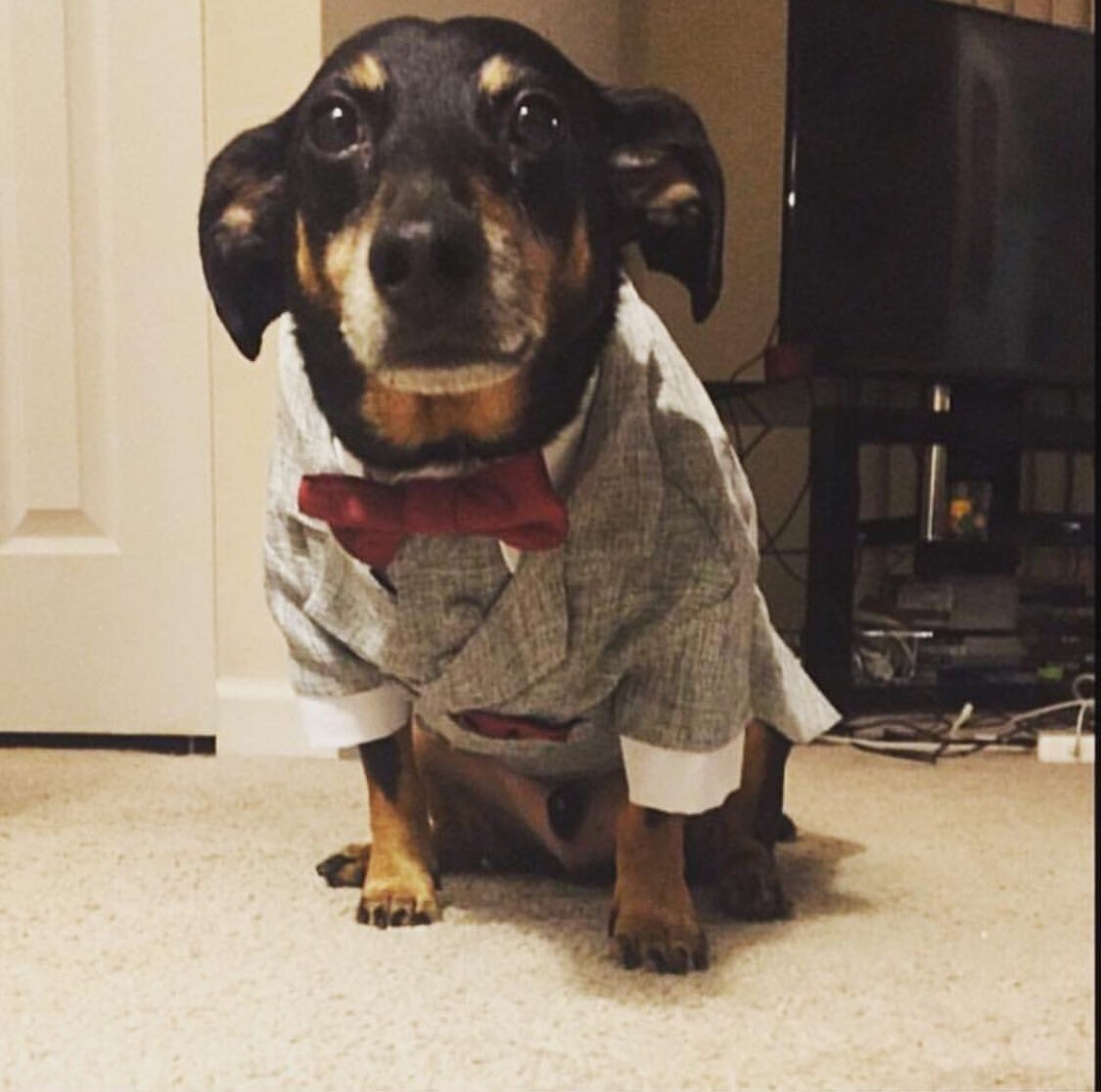 Dog Tuxedo Dog Suit Wedding Dog Tuxedo Dog Wedding Attire | Etsy